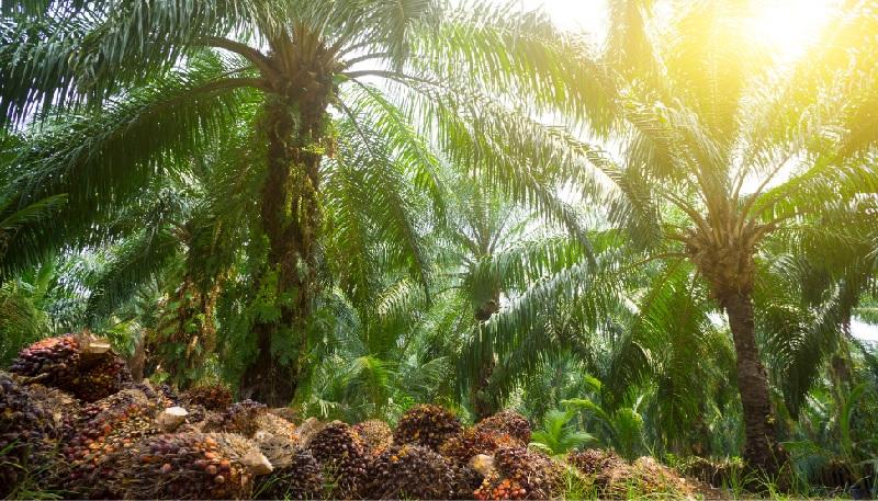 Isu Biodiversitas di Kebun Sawit Muncul Lagi, Apa Sebenarnya?-Sawit News