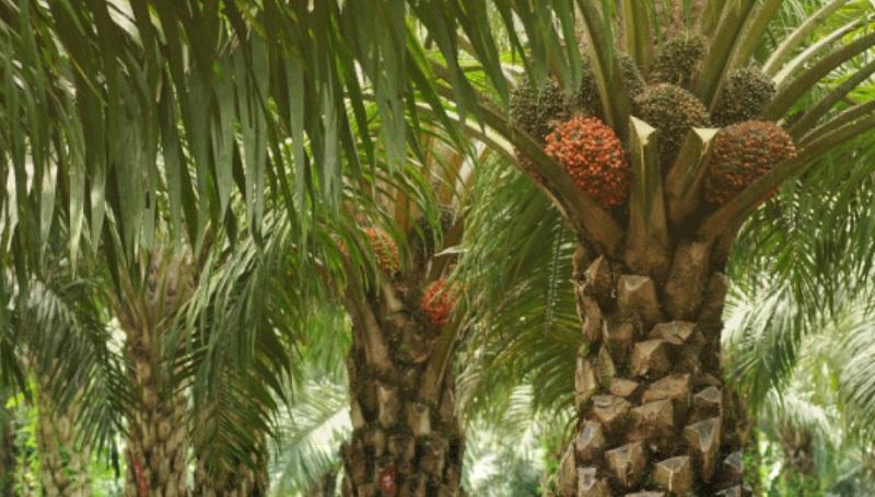 Varietas Sawit Tahan Ganoderma Resmi Diluncurkan-Sawit News